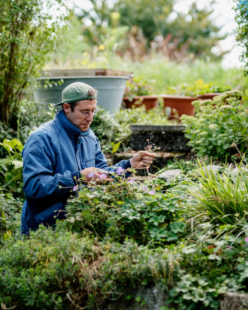 Rabatten und Rosenpflege – Gartennatur Christian Studer